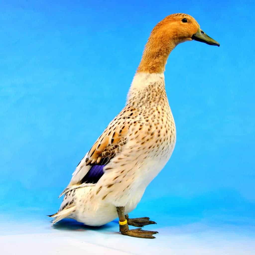 Waterfowl A to F - British Waterfowl Association