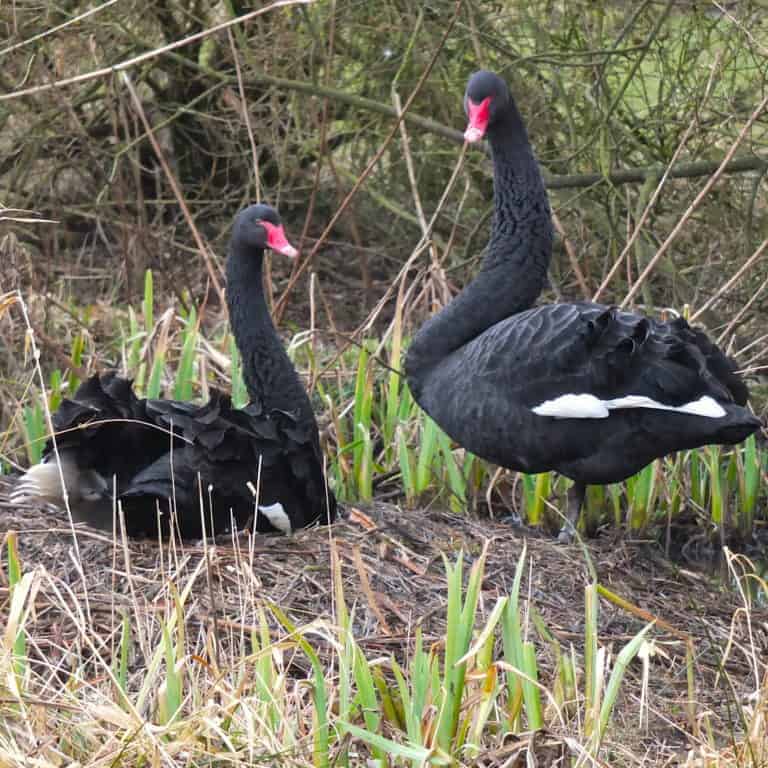 Black Swan - British Waterfowl Association