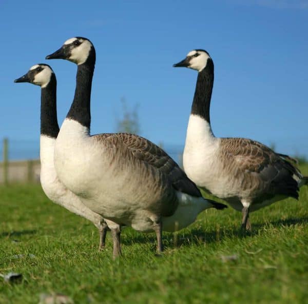 Swans, Geese & Allies - British Waterfowl Association