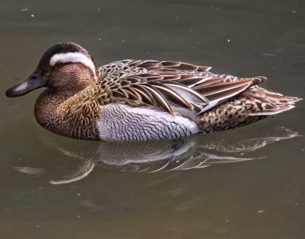 Garganey - British Waterfowl Association