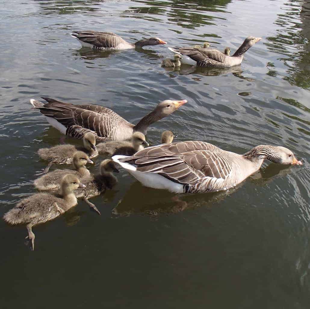 Greylag Goose - British Waterfowl Association