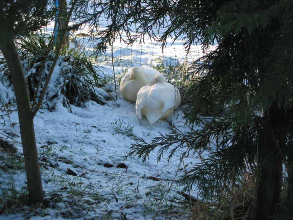 Members' Photos - British Waterfowl Association