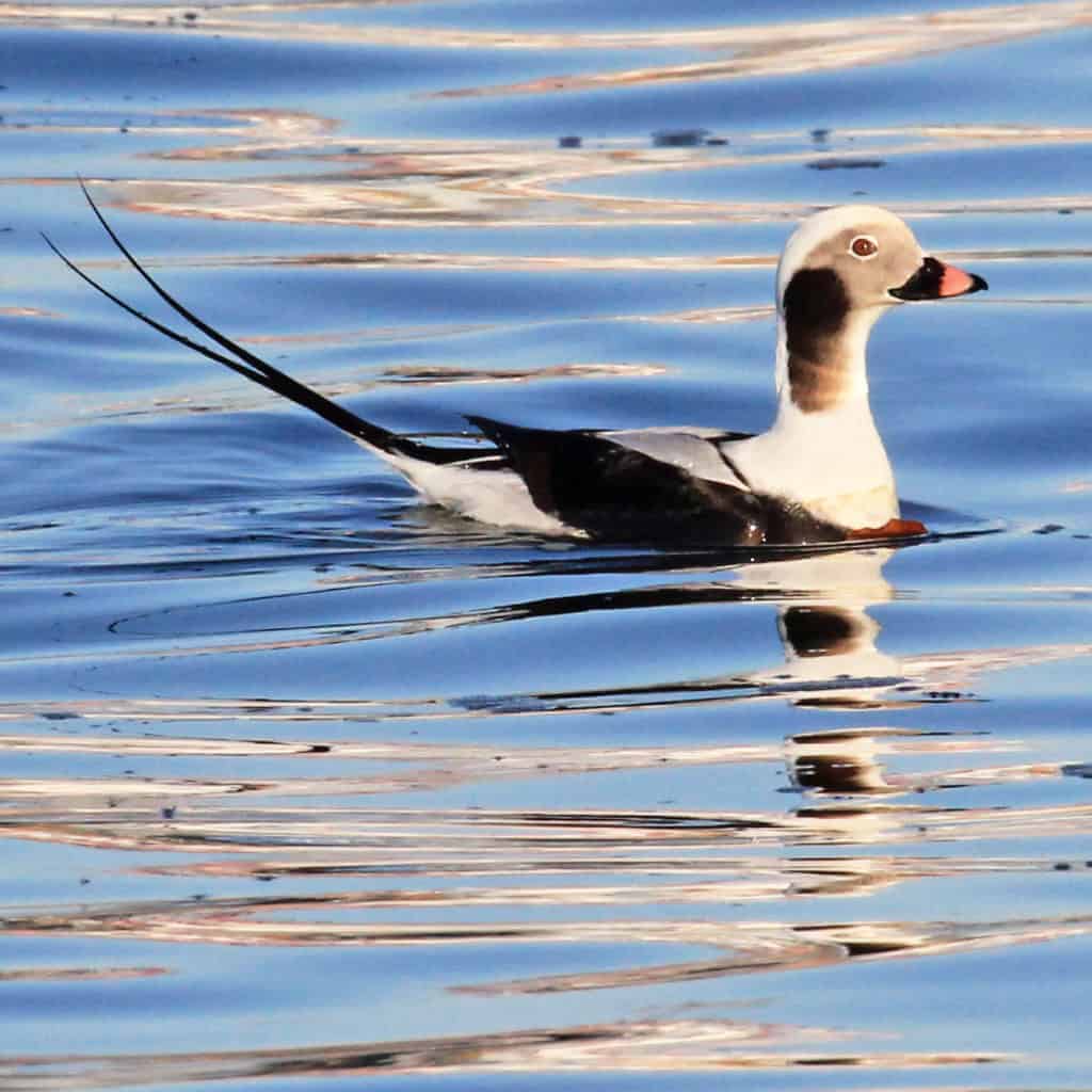 True Ducks - British Waterfowl Association