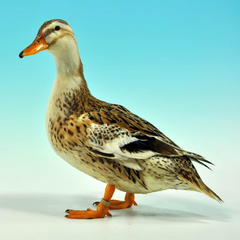 Miniature Silver Appleyard - British Waterfowl Association
