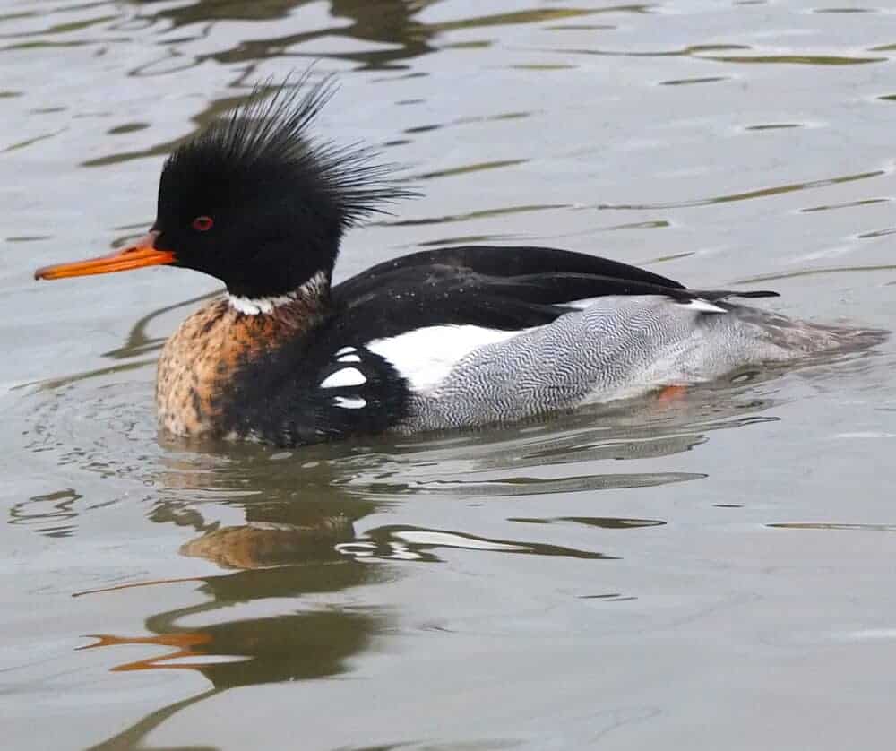 Red-breasted Merganser - British Waterfowl Association
