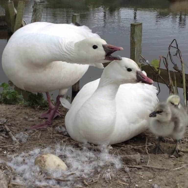 Swans, Geese & Allies - British Waterfowl Association