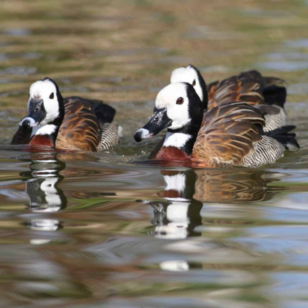 Waterfowl W to Z - British Waterfowl Association