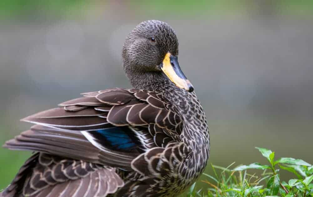 Yellow-billed Duck - British Waterfowl Association