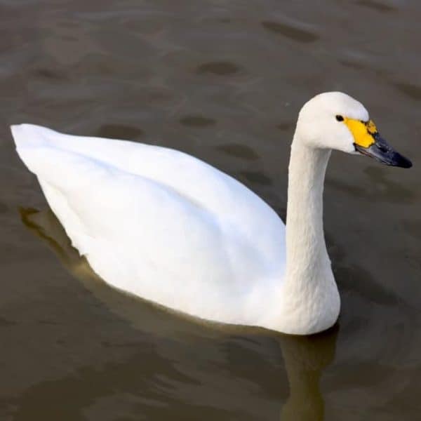 Swans, Geese & Allies - British Waterfowl Association