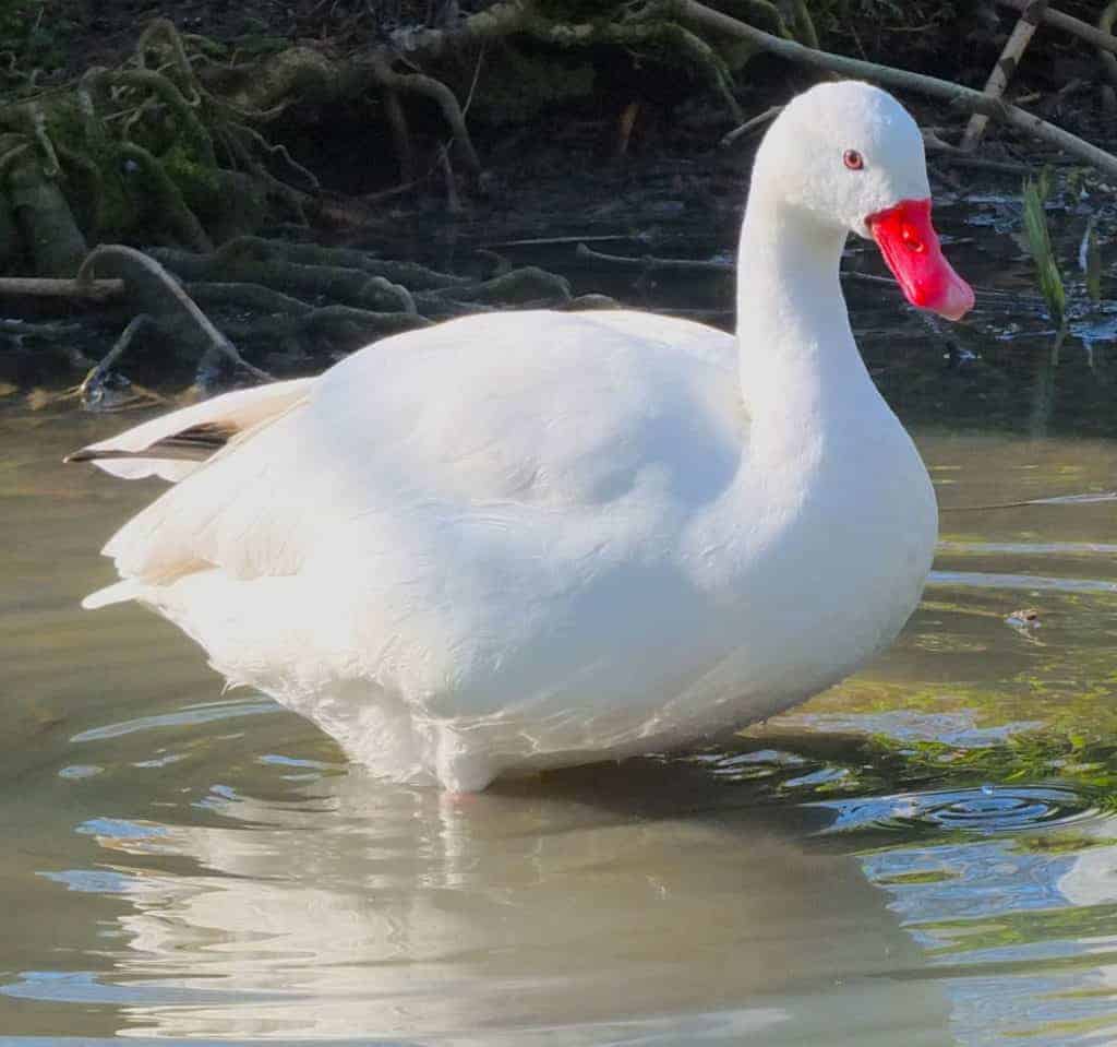 Swans, Geese & Allies - British Waterfowl Association