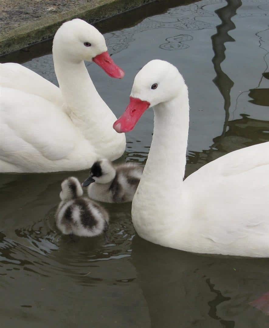 Coscoroba Swan - British Waterfowl Association
