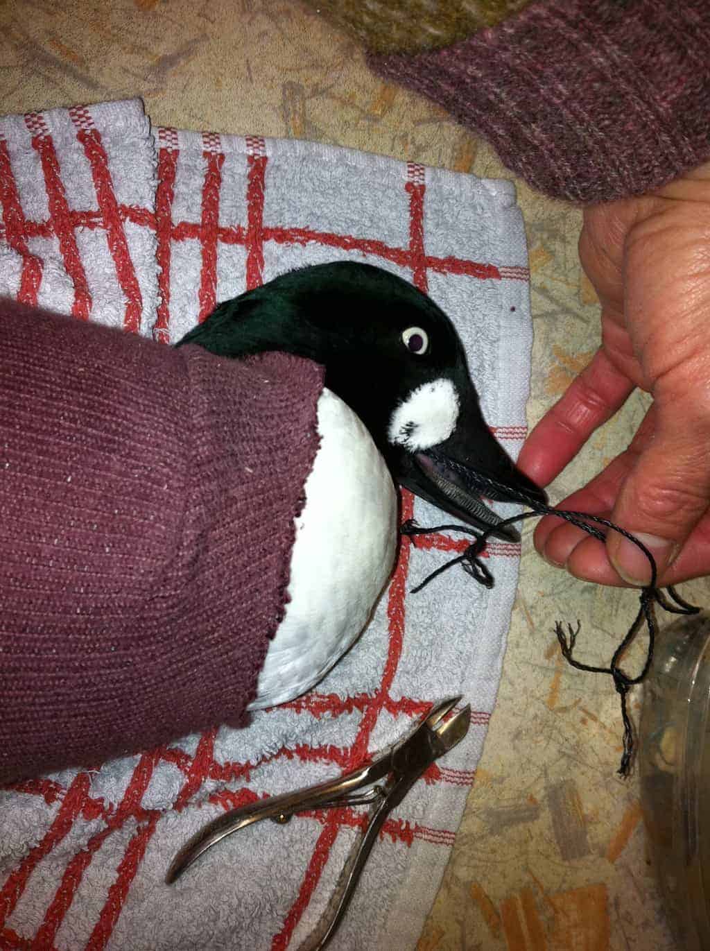 Waterfowl First Aid - British Waterfowl Association