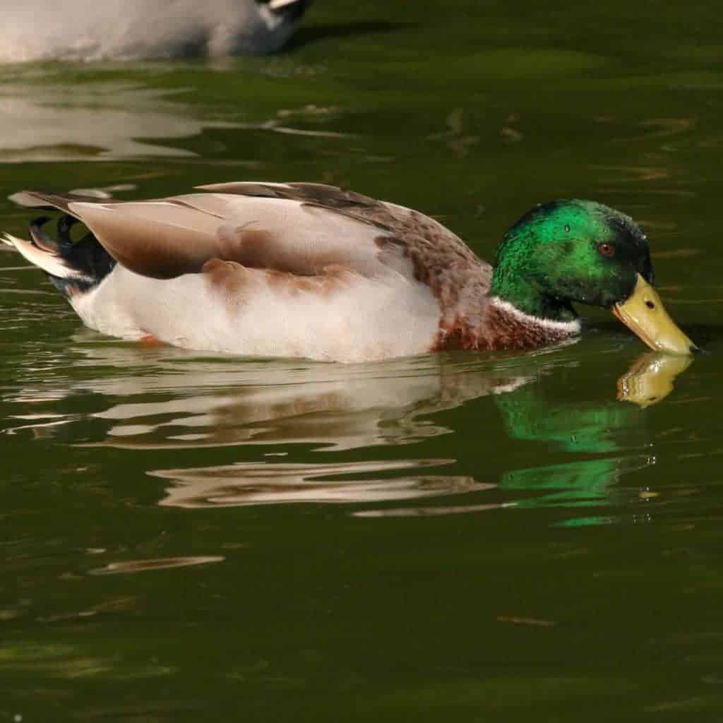 Waterfowl M to Q - British Waterfowl Association