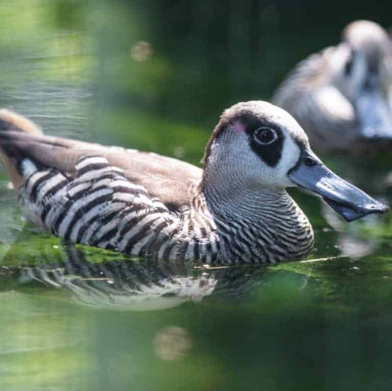 Swans, Geese & Allies - British Waterfowl Association