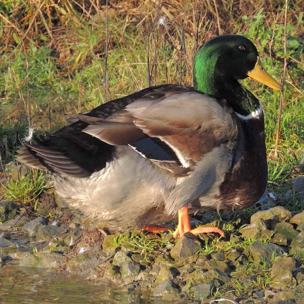 Waterfowl R to V - British Waterfowl Association