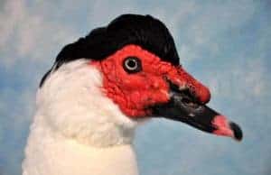 Muscovy (domestic) - British Waterfowl Association