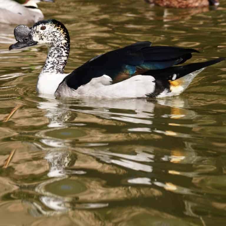 Waterfowl A to F - British Waterfowl Association