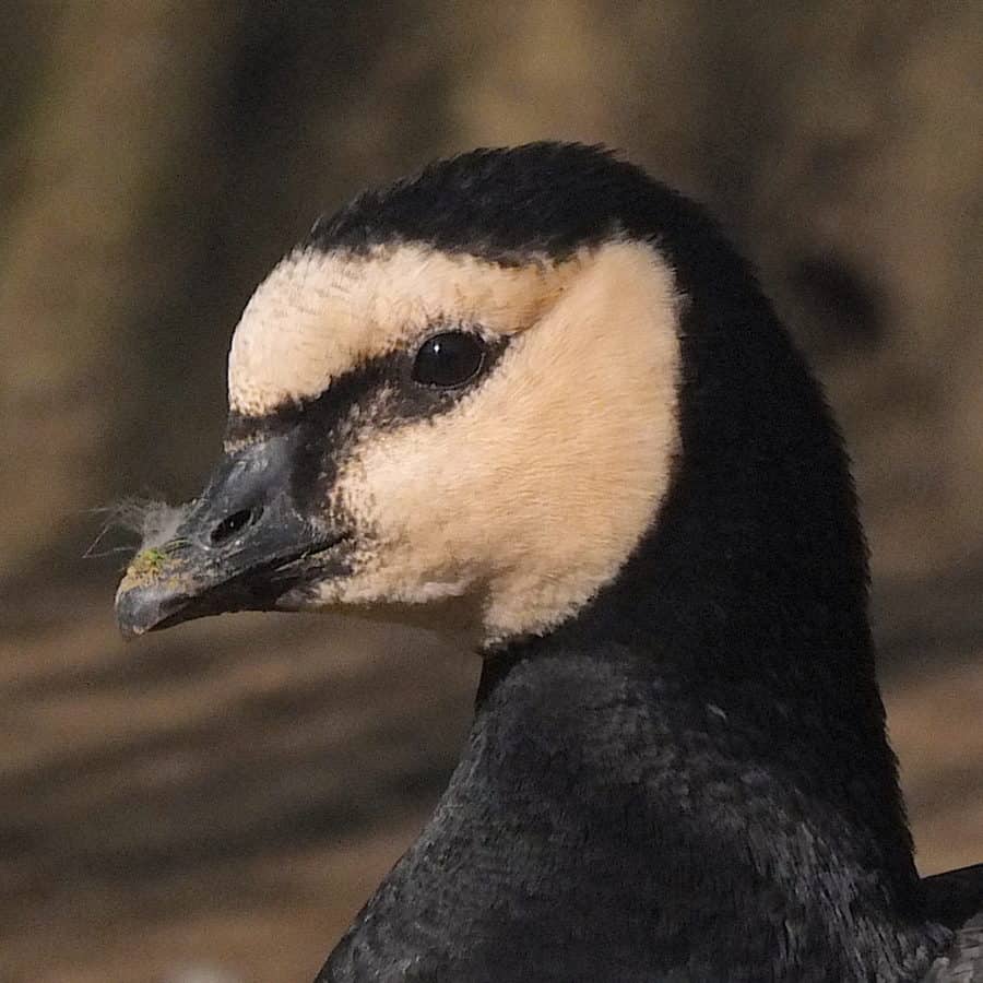 Barnacle Goose - British Waterfowl Association