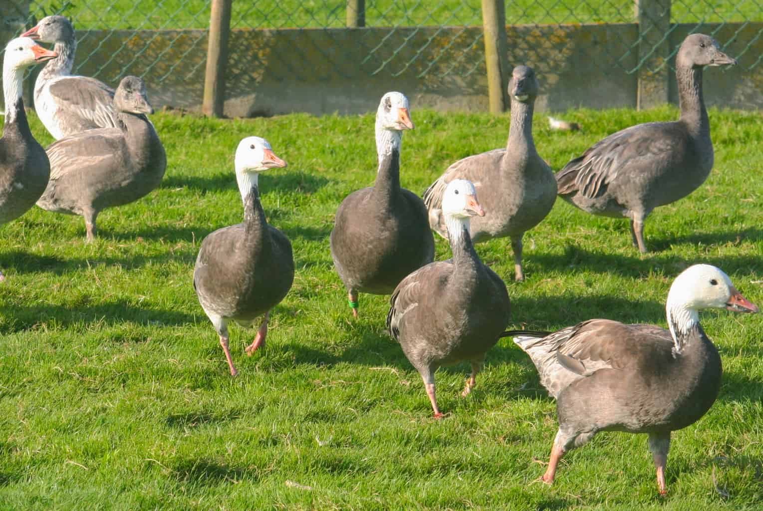 Snow Goose - British Waterfowl Association