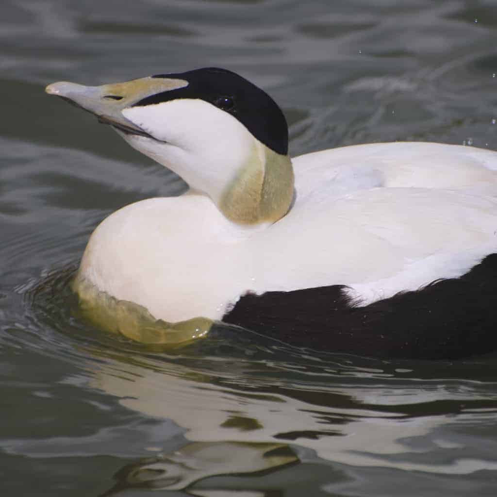 True Ducks - British Waterfowl Association