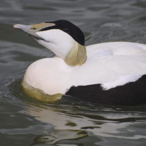 True Ducks - British Waterfowl Association