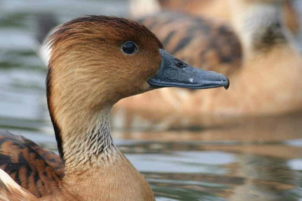 Fulvous Whistling Duck - British Waterfowl Association