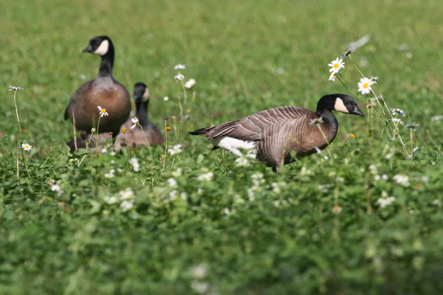 Cackling Goose - British Waterfowl Association