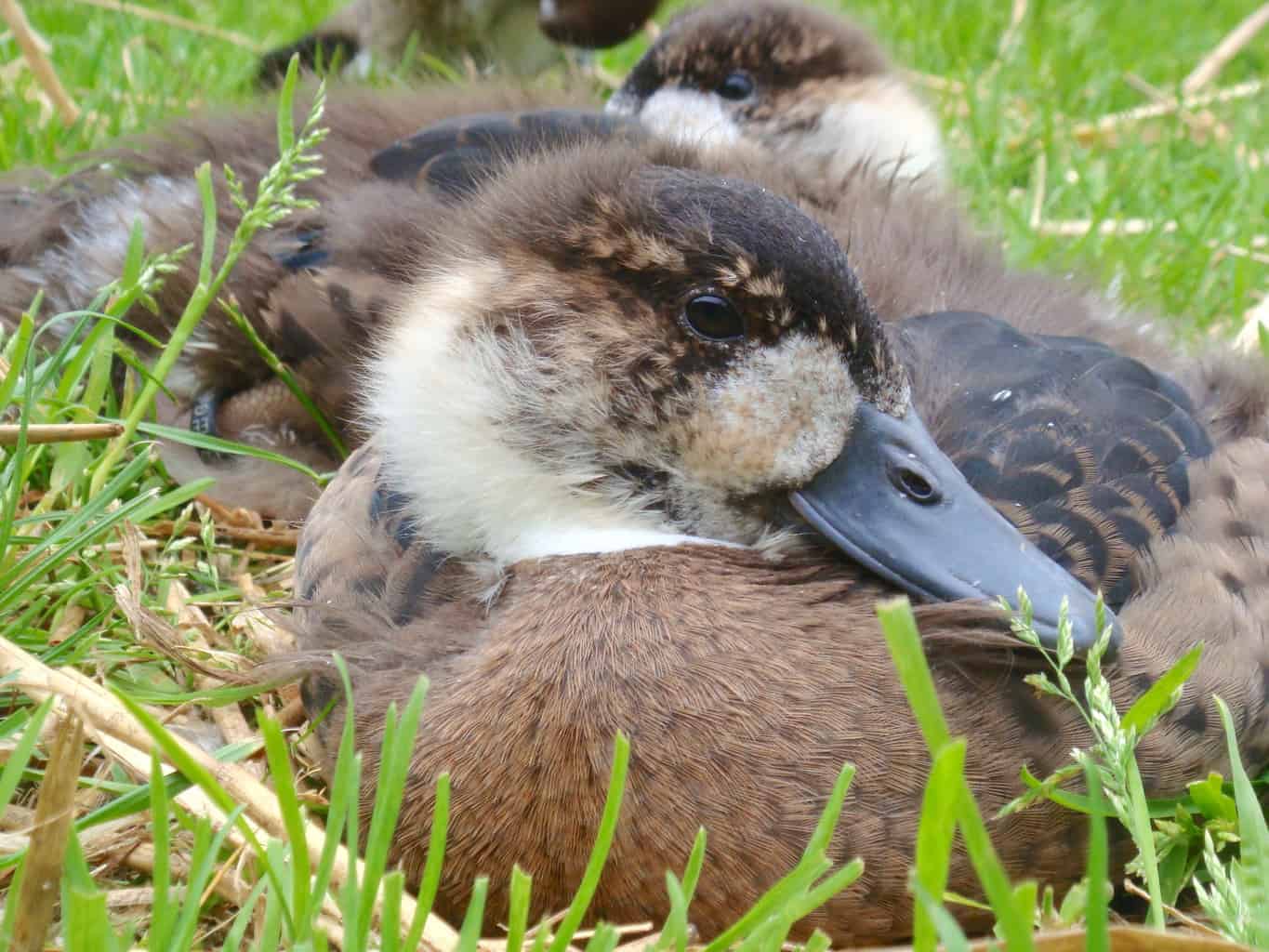 Bronze-winged Duck - British Waterfowl Association