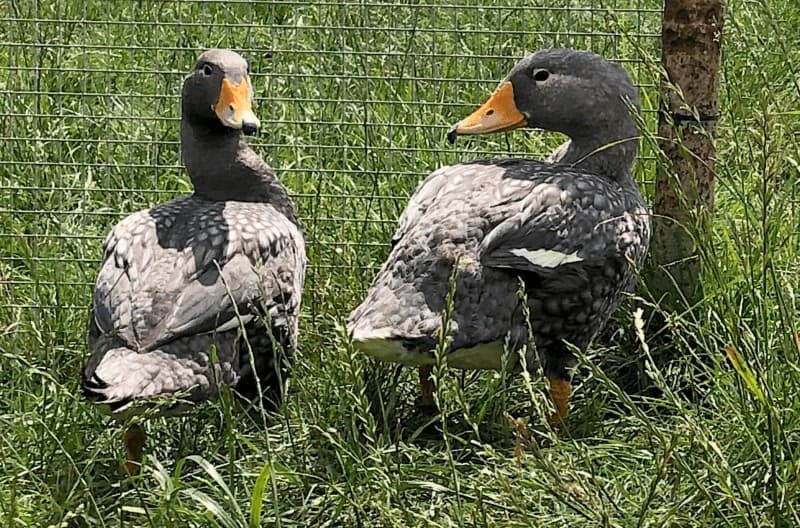 Fuegian Steamerduck - British Waterfowl Association