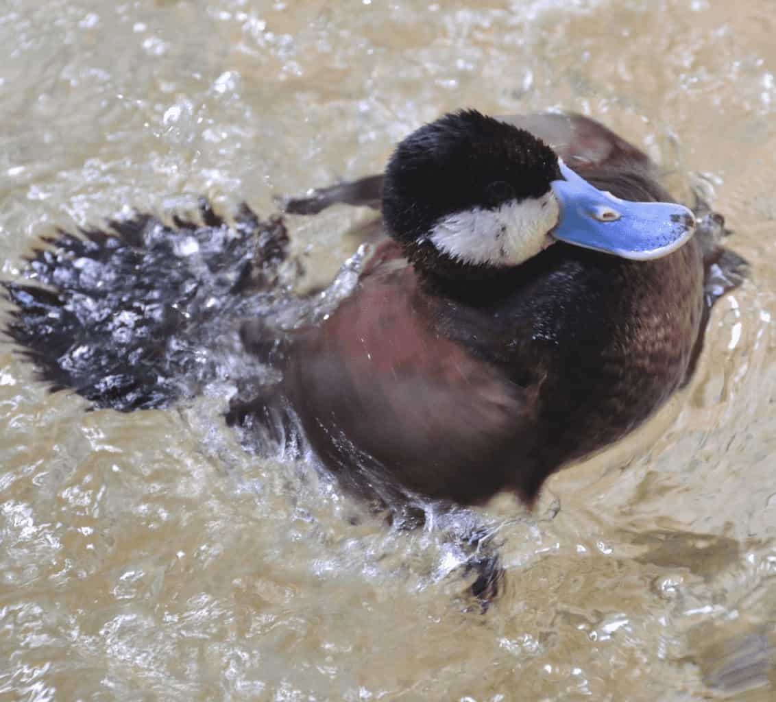 Ruddy Duck - British Waterfowl Association