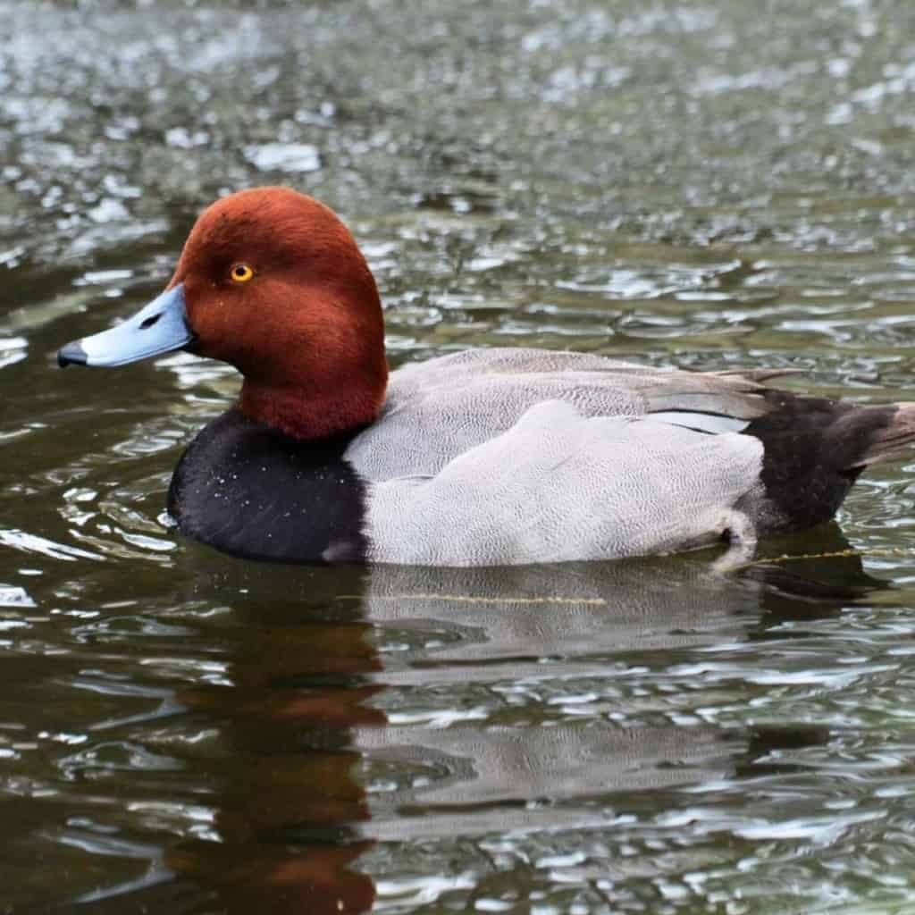 Waterfowl R to V - British Waterfowl Association