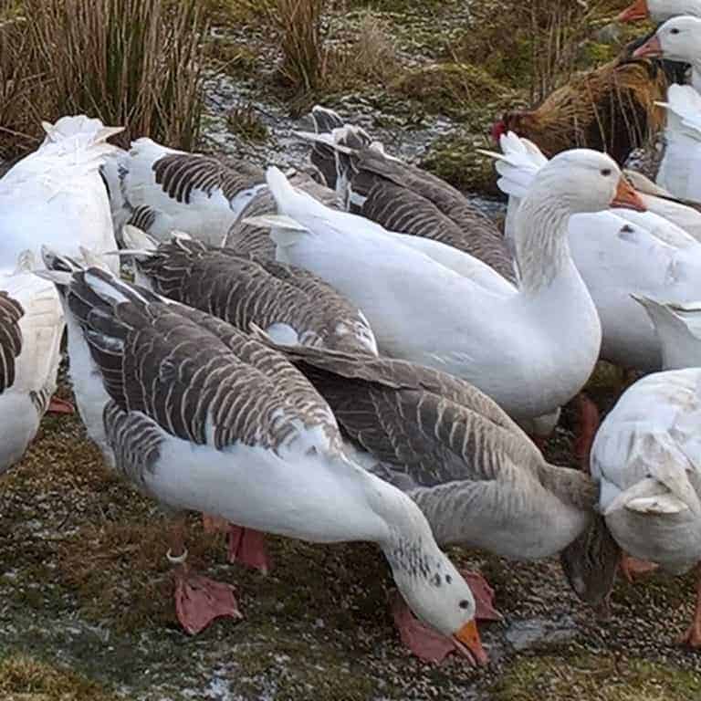 Light Geese - British Waterfowl Association