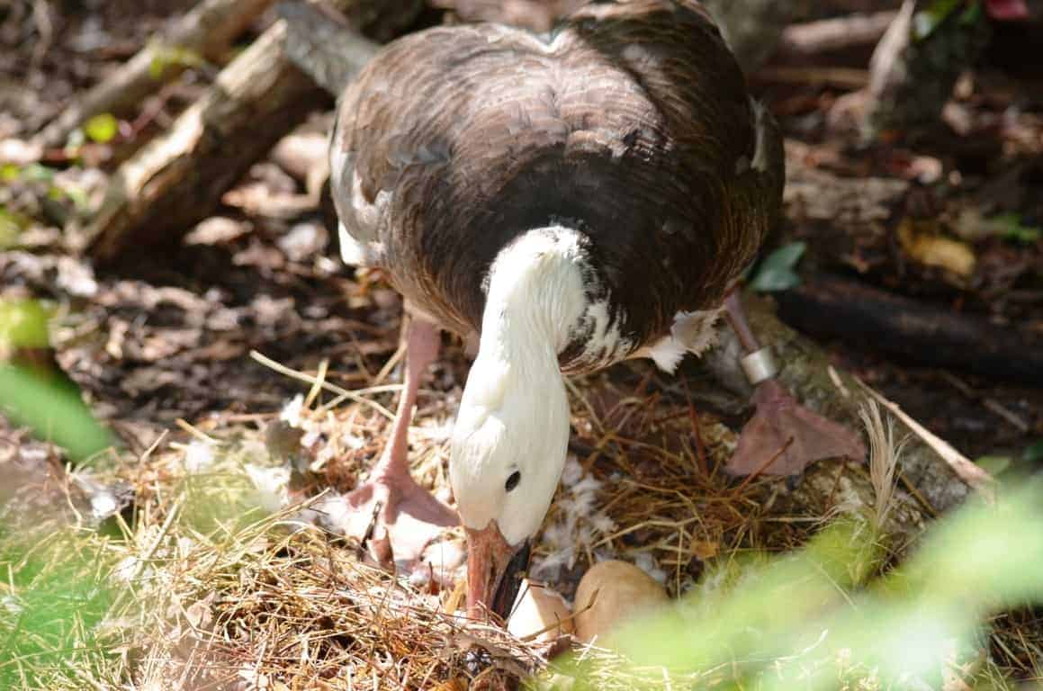 Snow Goose - British Waterfowl Association