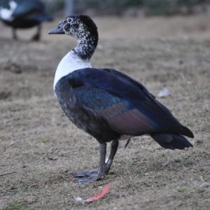 Waterfowl A to F - British Waterfowl Association