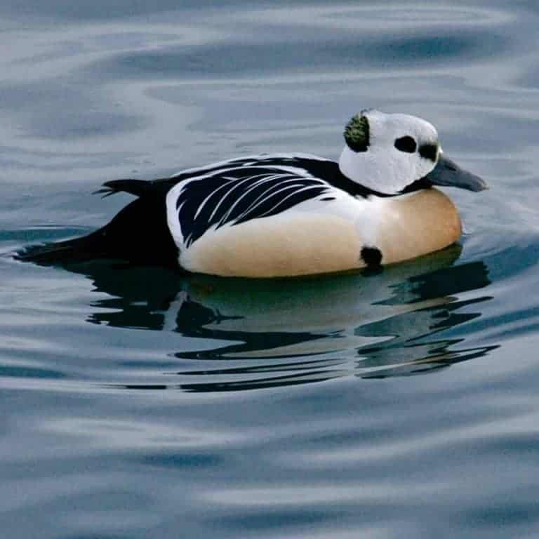 True Ducks - British Waterfowl Association