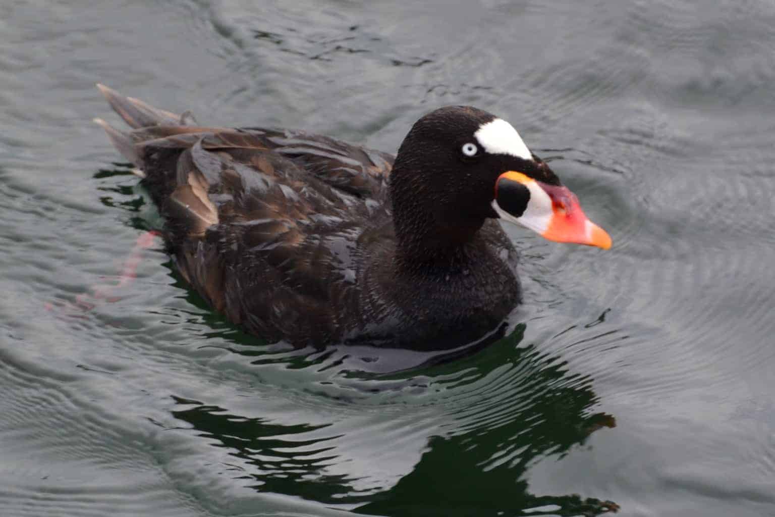 Surf Scoter - British Waterfowl Association