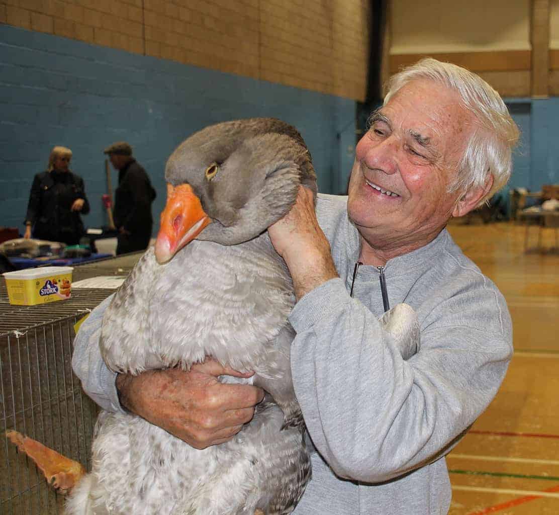 Toulouse Goose - British Waterfowl Association