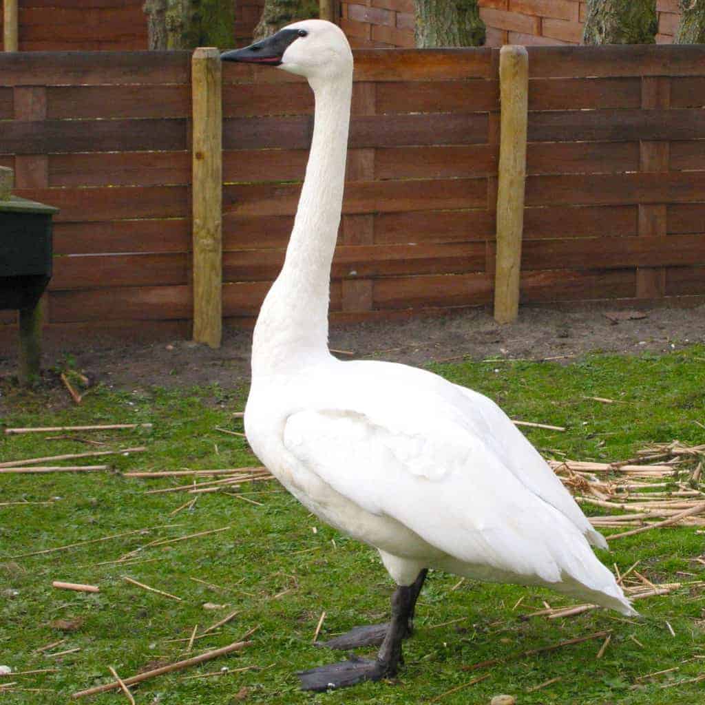 Swans, Geese & Allies - British Waterfowl Association