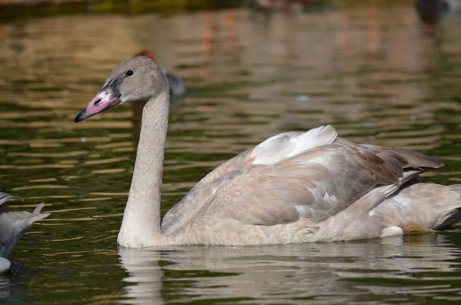 Trumpeter Swan - British Waterfowl Association