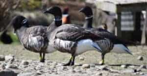 Brant Goose - British Waterfowl Association