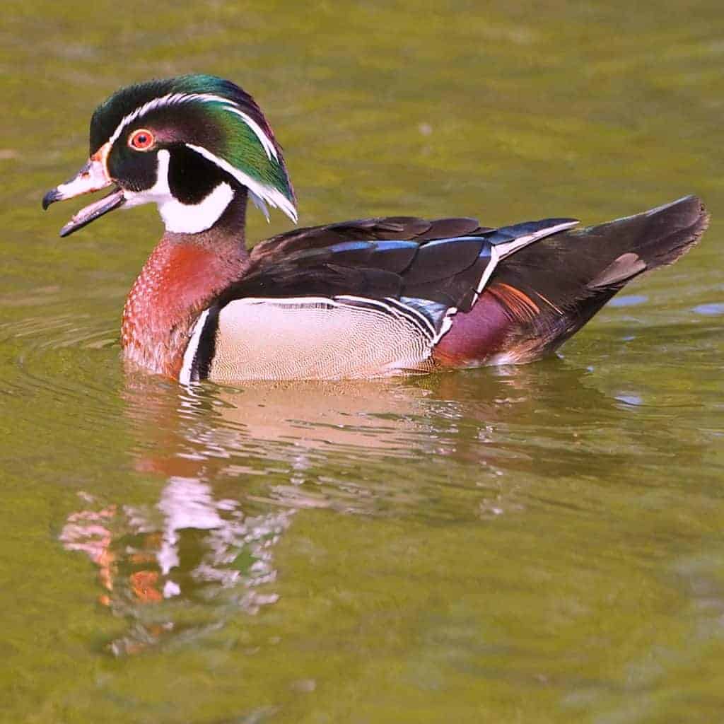 Waterfowl W to Z - British Waterfowl Association