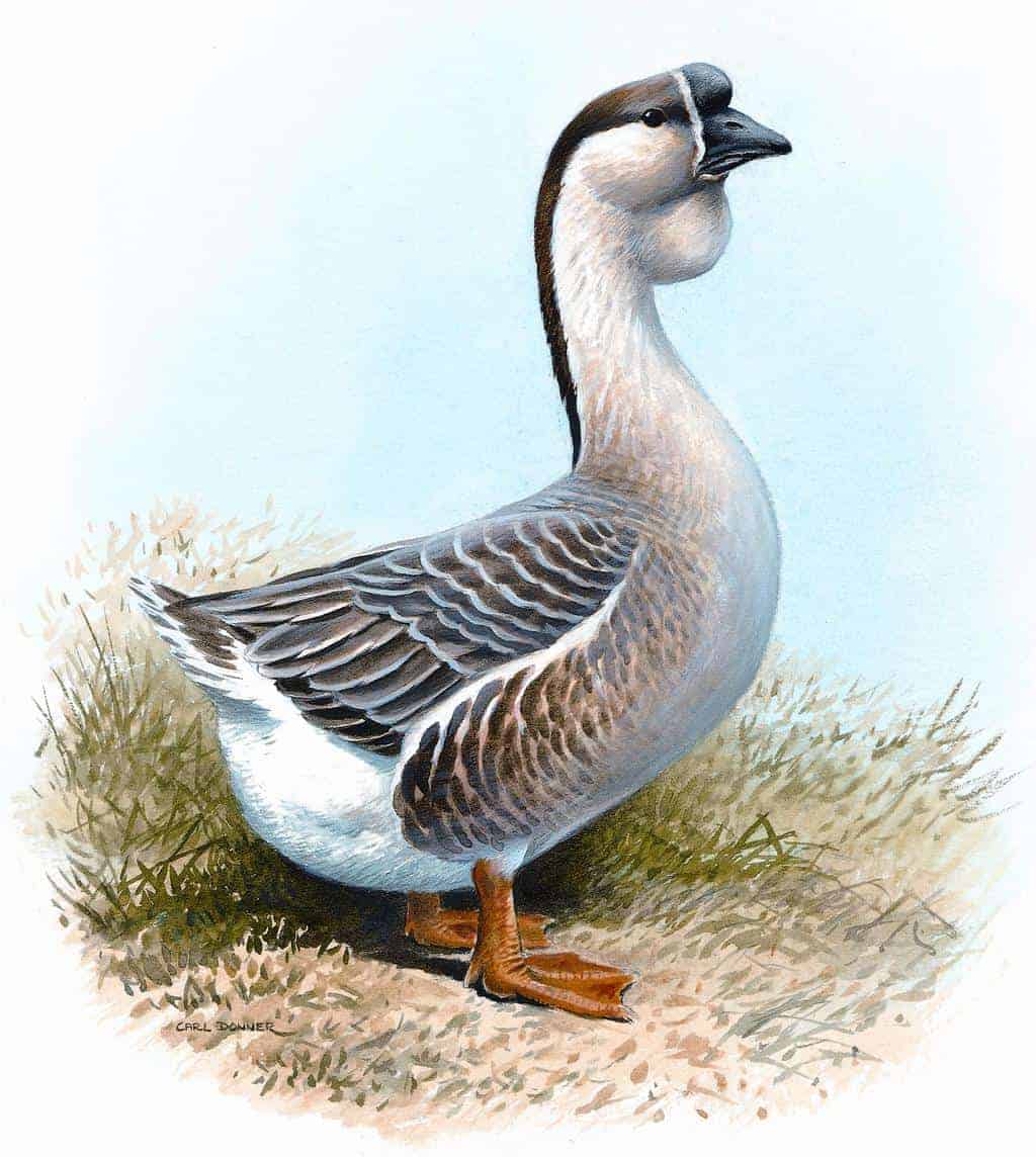 African Goose - British Waterfowl Association