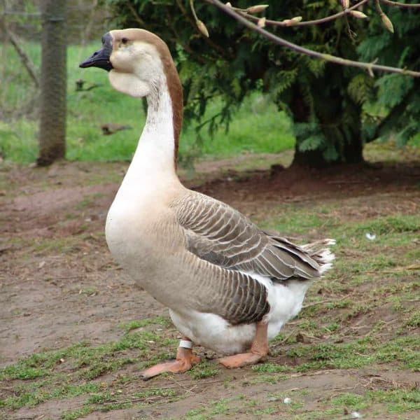 Waterfowl A to F - British Waterfowl Association
