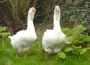 Embden Goose - British Waterfowl Association