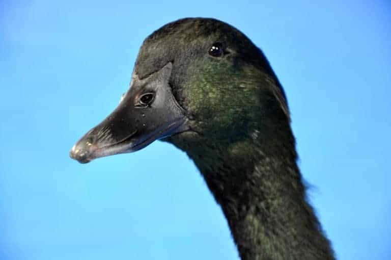 Cayuga - British Waterfowl Association