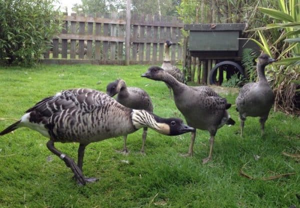 Nēnē - British Waterfowl Association
