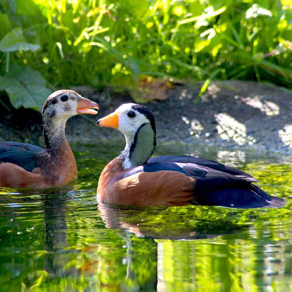 Waterfowl A to F - British Waterfowl Association