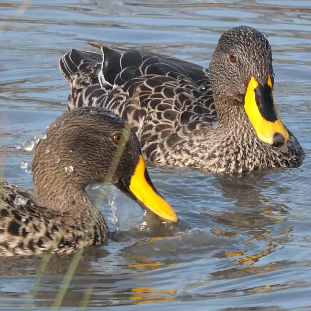 Waterfowl W to Z - British Waterfowl Association