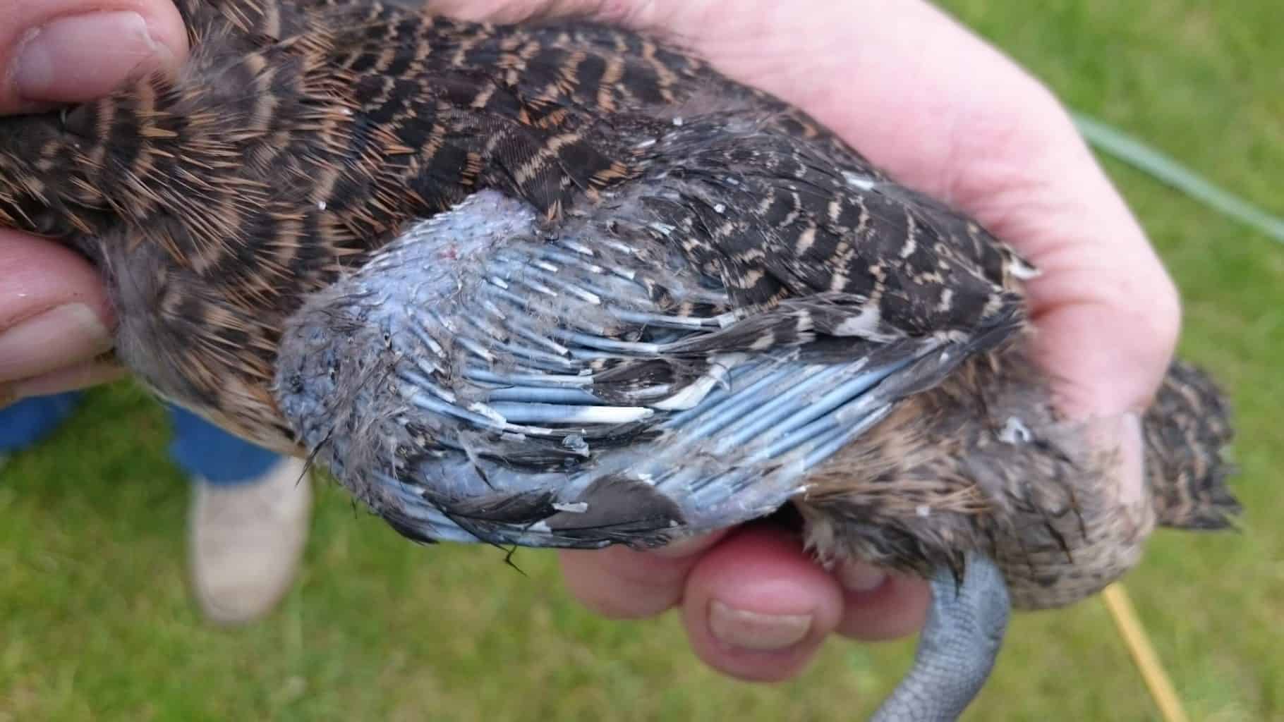 Waterfowl First Aid - British Waterfowl Association