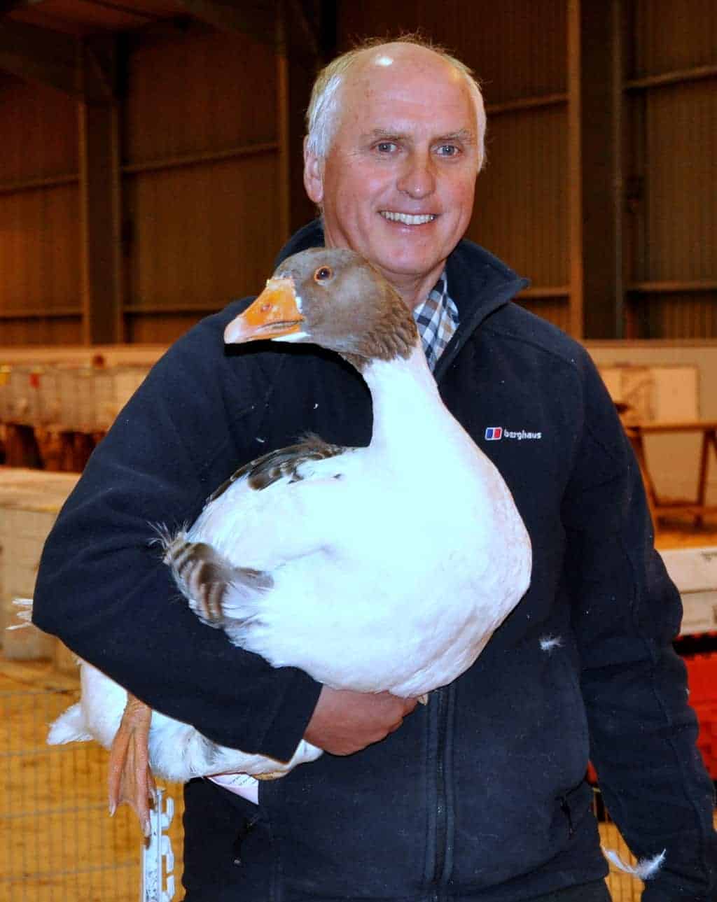 Pomeranian Goose - British Waterfowl Association